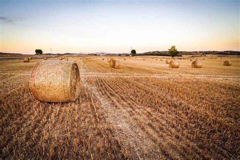 Fodder Types Explained And How To Know Which You Should Use Urban