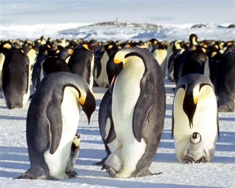 Le Manchot Empereur Aptenodytes Forsteri Oiseaux Marins Vie Marine