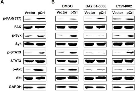 Reelin Promotes Adhesion Of Multiple Myeloma Cells To Bone Marrow