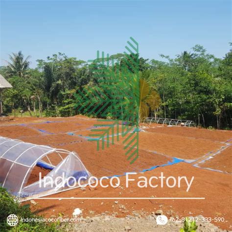 Coco Peat For Plants 7 Benefits Of Coco Peat Plants For Thriving Indonesia Coco Fiber And