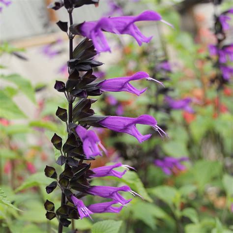 Buy Premium Quality Salvia X Hybrida Amistad From Dutch Bulbs