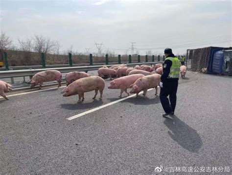 货车高速公路上侧翻 30多头猪“占道” 中国吉林网