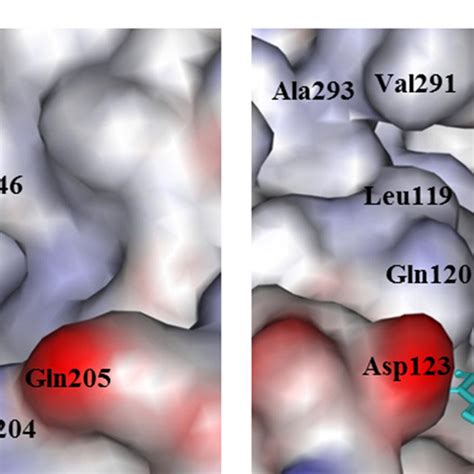 Molecular Representation Of The Acyl Enzyme Complex Of Cmy 2 A And Download Scientific