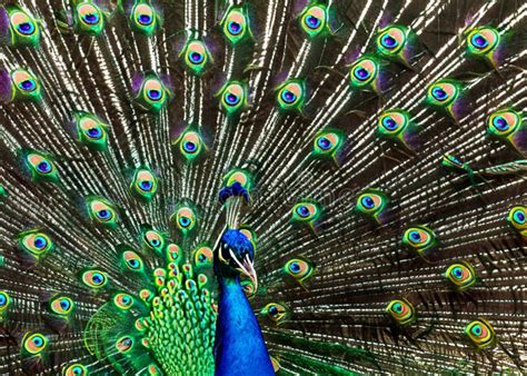 Abstract Peacock Feather Pattern Created With Generative Ai Technology