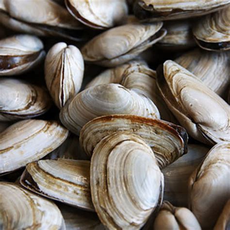 Seawater Ozonation And Shellfish Depuration Ozone Solutions