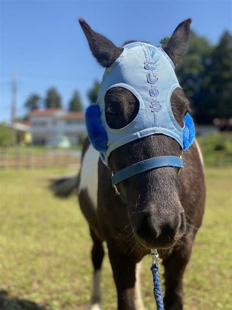 日本一馬好きな呉服屋の我妻とエピ🐴コジュウチョウサン On Twitter 昨日のコジュウ🐴5月にはいり冬毛も抜けて、夏毛の馬体にチェンジ