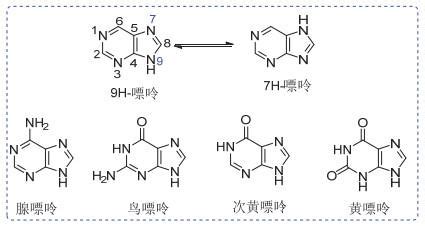 嘌呤家族的访谈报告