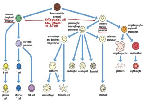 Chapter 1 Overview Of The Immune Response Flashcards Quizlet