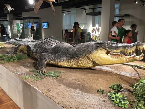 The Largest Saltwater Crocodile Ever Recorded A Z Animals