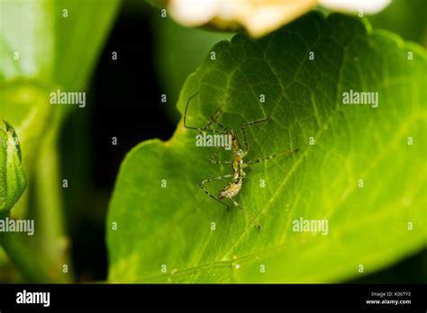 Leafhopper Assassin Bug Zelus Renardii On A Leaf Stock Photo Alamy