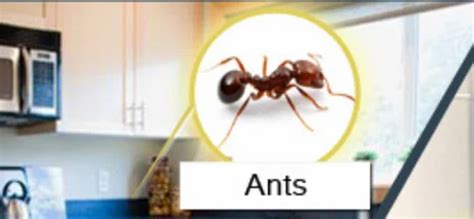 Ant Pest Control Services At Best Price In Ahmedabad Id 17401565312