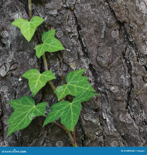 Climbing Common Baltic Ivy Stem Hedera Helix L Var Baltica Fresh