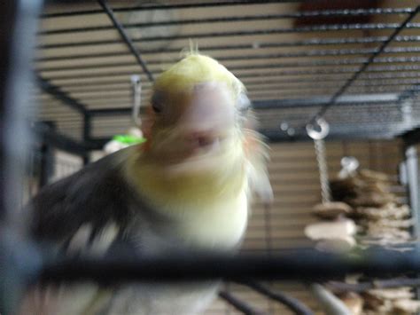 Which Frame Is Your Favorite Angery Birb Rcockatiel