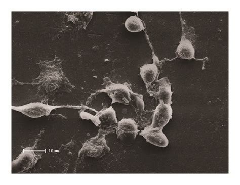 Cell Morphology In Scanning Electron Microscopy Sem Of 3t3 Fibroblast