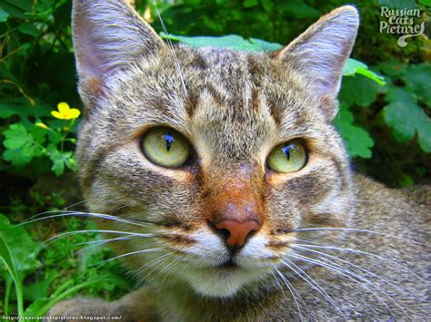 Upset Tabby Cat Russian Cats Pictures