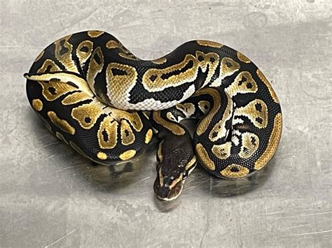 Black Head 100 Het Clown Reality Ball Python