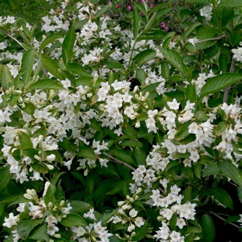 Вейгела Кандида (Weigela florida Candida),купить вейгелу,вейгела ...