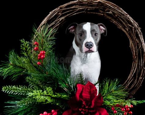 A Grey and White Pitbull Dog Looks through a Holiday Christmas Wreath ...