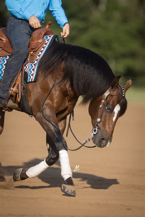 Golden West Saddle Blankets Llc