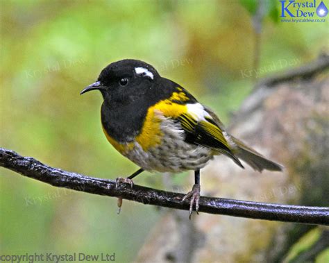 Stunning Photo Of A Male Hihistitchbird
