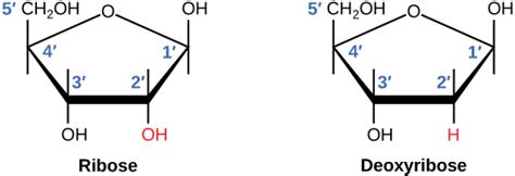 048 The Structure Of Dna Enbio By Openstax Page 210 Jobilize