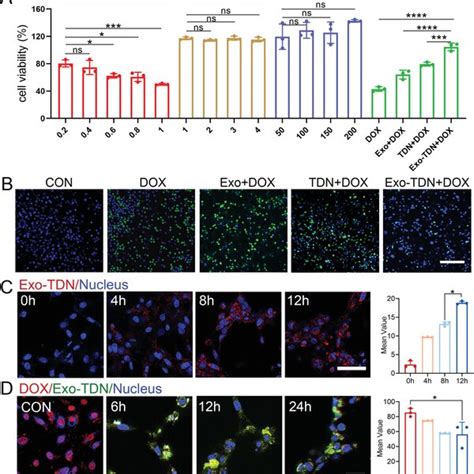 Exo‐tdn Inhibited Dox‐induced Apoptosis A The Cell Survival Rates Of