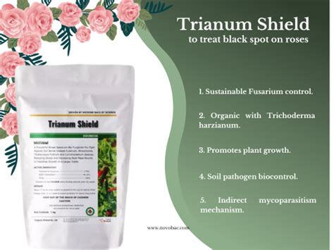 How To Choose The Best Fungicide For Black Spots On Roses