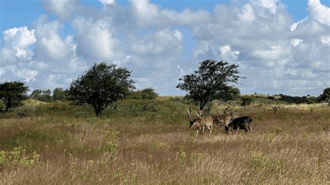 𝗠𝗲𝗲𝗿 𝗯𝗶𝗼𝗱𝗶𝘃𝗲𝗿𝘀𝗶𝘁𝗲𝗶𝘁 𝗱𝗼𝗼𝗿 𝗺𝗶𝗻𝗱𝗲𝗿 𝗱𝗮𝗺𝗵𝗲𝗿𝘁𝗲𝗻 𝗲𝗻 𝗺𝗲𝗲𝗿 𝗻𝗮𝘁𝘂𝘂𝗿𝘃𝗿𝗶𝗲𝗻𝗱𝗲𝗹𝗶𝗷𝗸𝗲