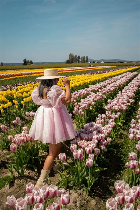 Best Tulip Farms In Washington State Schimiggy Reviews