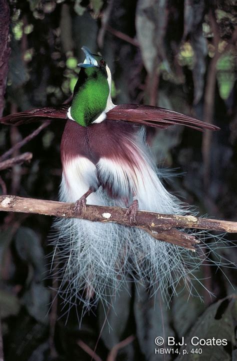 Emperor Bird Of Paradise Alchetron The Free Social Encyclopedia