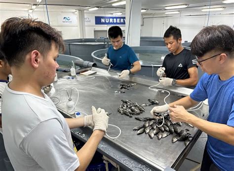 Barramundi Group Develops A New Vaccine For The Asian Sea Bass
