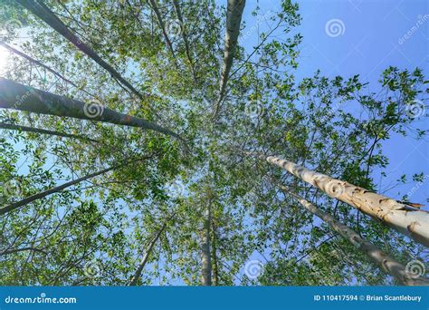 Tall Trees Rising Skyward Converging Skyward Stock Photo Image Of