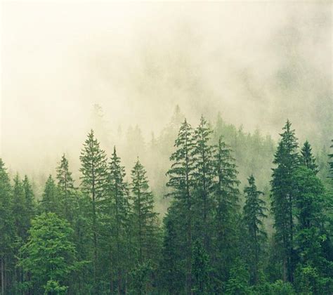 Benefits Of The Pine Tree Afrolady