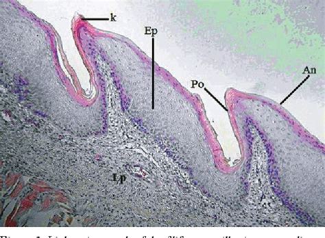 Foliate Papillae Histology