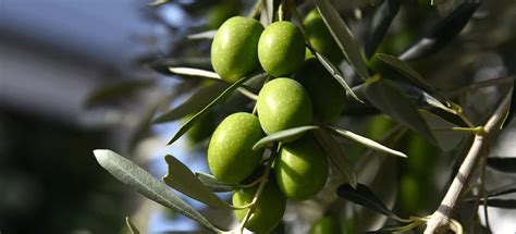 Desafios E Inovações Na Agricultura Da Ue Ascenza