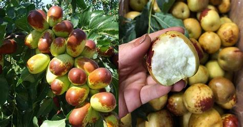Hồng táo Loại quả bán đầy chợ có khả năng thải đ ộc phòng u ng th ư
