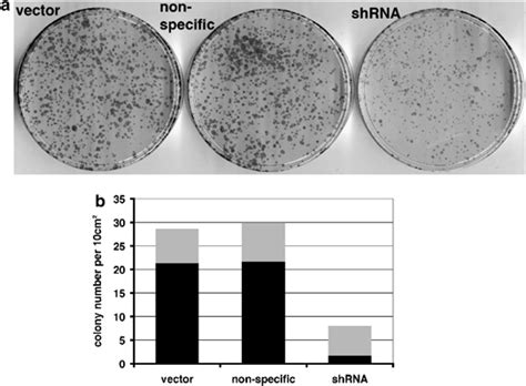 Fgfr3 Knockdown Reduces Clonogenicity Of 97 7 Cells A 12 Day
