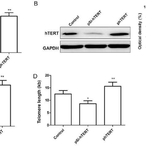 Human Telomerase Reverse Transcriptase Htert Modulates Telomerase
