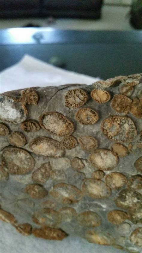 Please Help Identify Tubular Fossils With Crystals Fossil Id The
