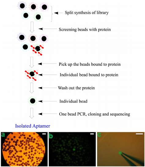 A Bead Based Aptamer Library Screen Download Scientific Diagram