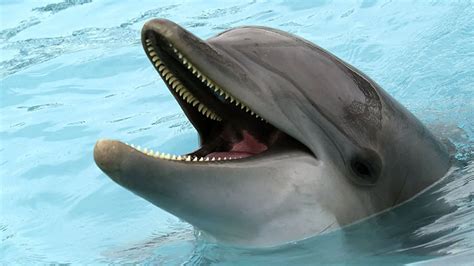 ببینید دیدار جالب مرد غواص و دلفین پس از سال ها فیلم