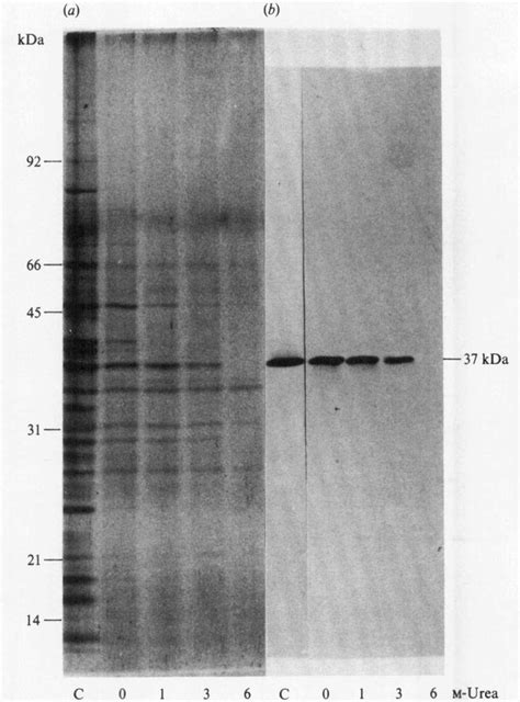 Concentration Dependent Solubilization Of The 37 Kda Polypeptide By Download Scientific Diagram