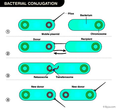 Bacterial Genetics Conjugation Transduction And Transformation Testbook