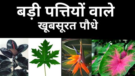 खबसरत पततय वल पध big leaf indoor plants Gardening YouTube