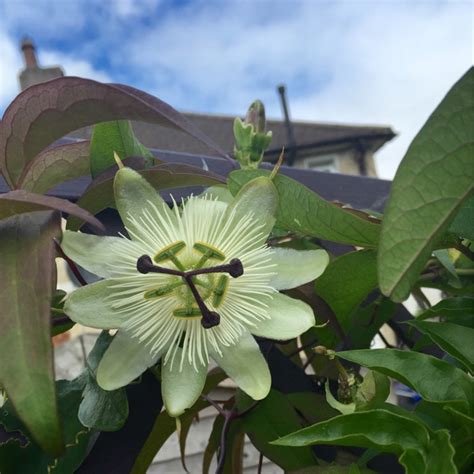 Passiflora Caerulea Constance Elliot Passion Flower Constance