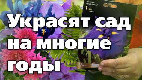 Модные растения для красоты Выбираем саженцы многолетних цветов Youtube