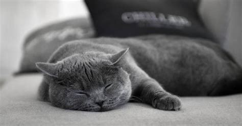 【下痢、軟便気味な猫に人気のキャットフードおすすめ8選】選び方も紹介 Ozmall