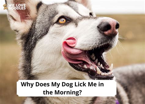 Why Does My Dog Lick Me In The Morning