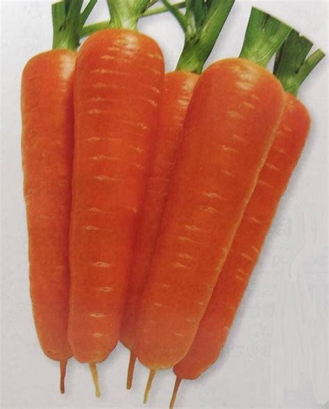 ニンジン種 【 夏蒔鮮紅五寸 】 20ml （栽培用 種子 にんじん 人参 タキイ） 野菜・果物の苗・球根トマトなら、みつのぶ