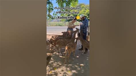 කොහෙද කියලා කියන්න පුලුවන්ද ඔයාට Shortvideo Youtube